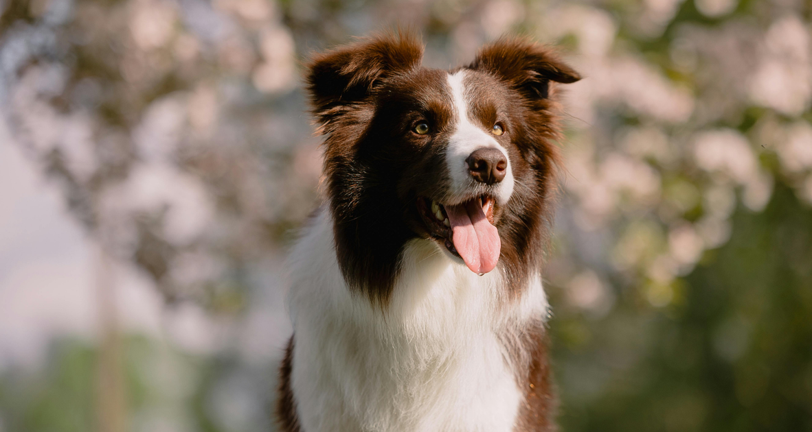 Quelles Croquettes choisir pour un Border Collie ? – France Croquettes